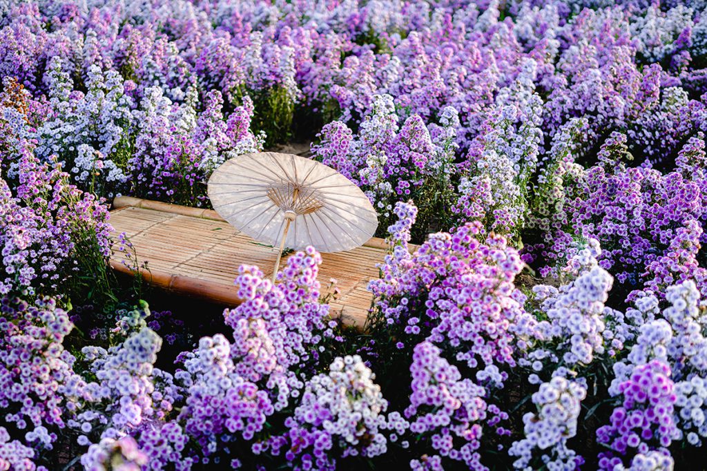 ADD COLOUR TO YOUR BEAUTIFUL NEW YEAR AT THESE 5 TRENDY Gardens in ...