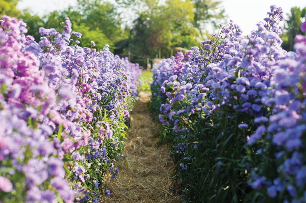 ADD COLOUR TO YOUR BEAUTIFUL NEW YEAR AT THESE 5 TRENDY Gardens in ...