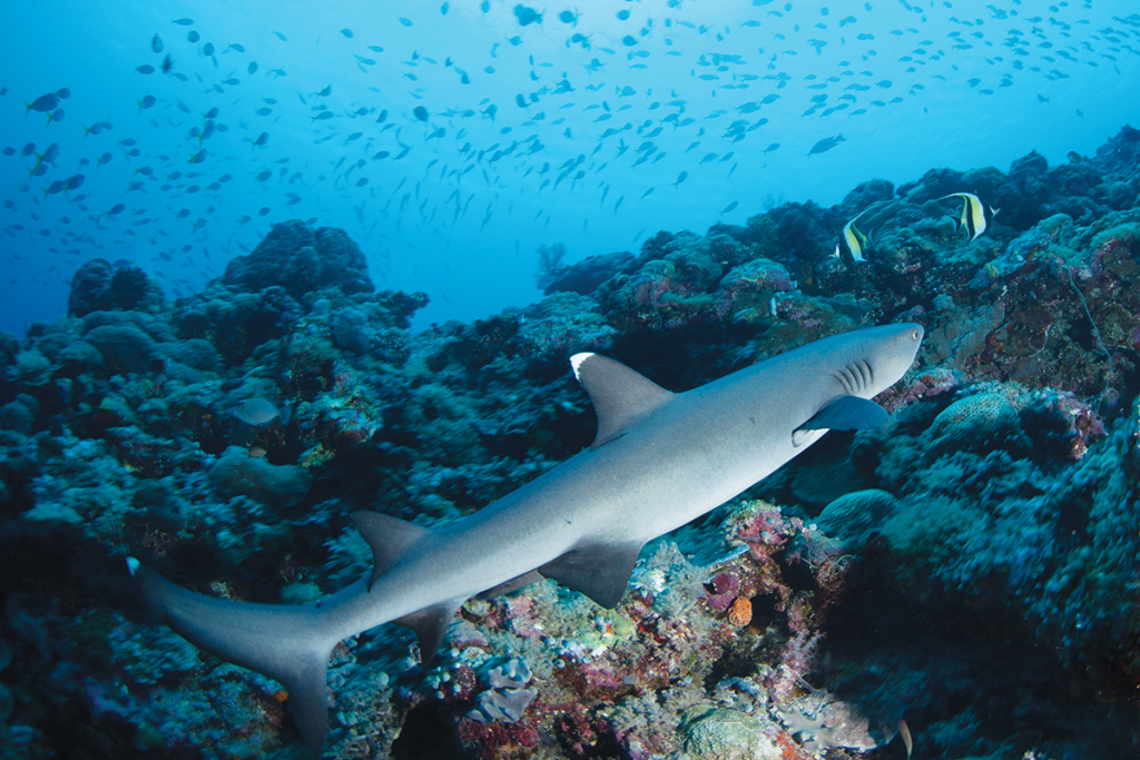 PALAU THE ULTIMATE UNSEEN ISLAND OF PACIFIC OCEAN | NOW TRAVEL ASIA