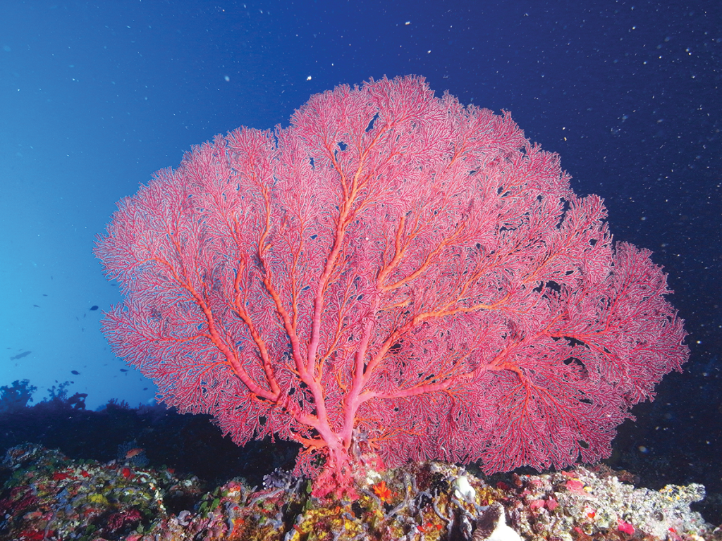 PALAU THE ULTIMATE UNSEEN ISLAND OF PACIFIC OCEAN | NOW TRAVEL ASIA